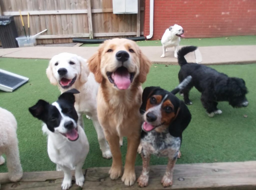 Pricing | The Puppy Patch